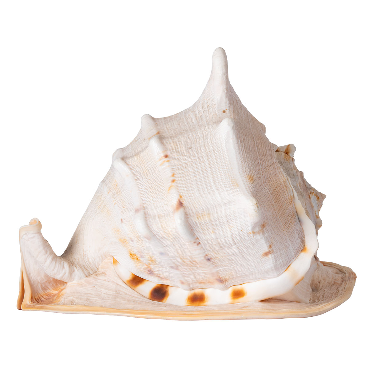 Large Vintage Sea Shell - Mecox Gardens